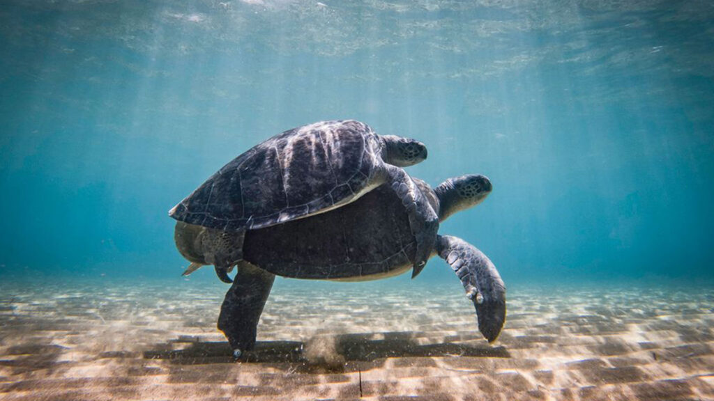 Green Sea Turtles (Chelonia Mydas) Mating 2 - TERRY CASELLI PHOTOGRAPHY